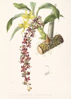 Sarah Anne Drake - Linda Hall Library