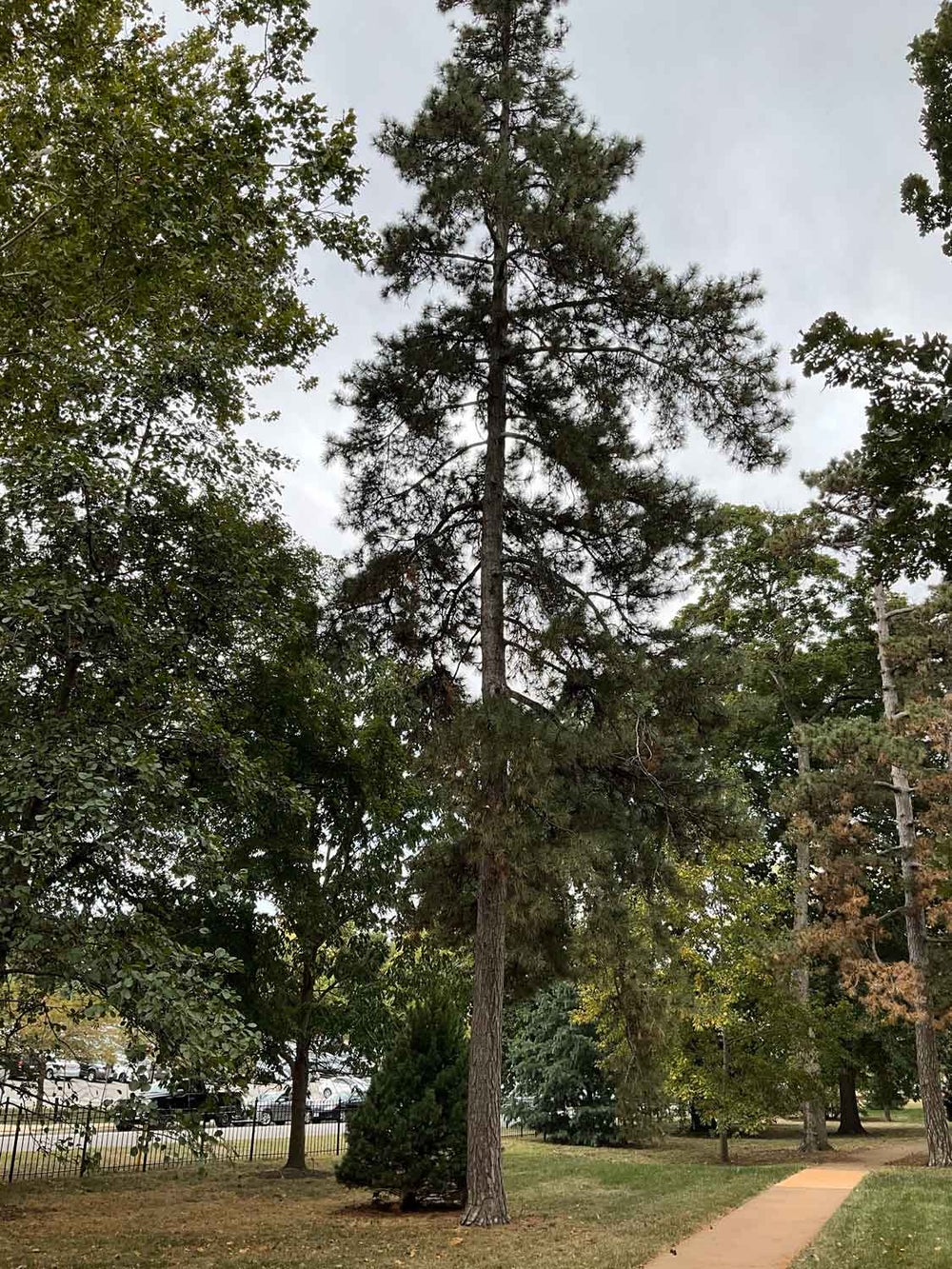 Austrian Pine 49-2-62 - Linda Hall Library