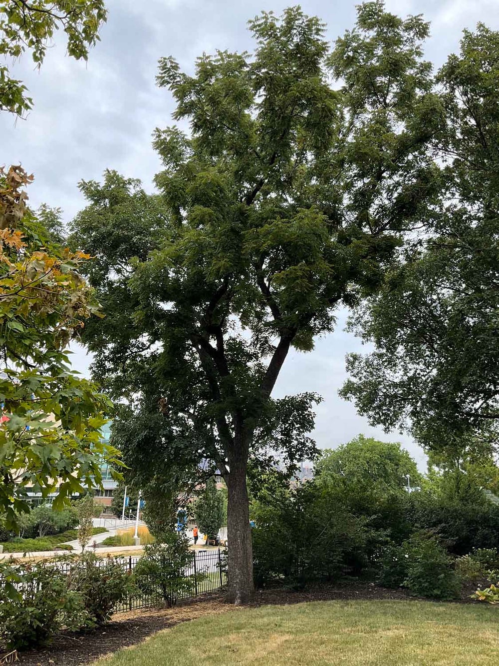 Black Walnut 21-1-6 - Linda Hall Library