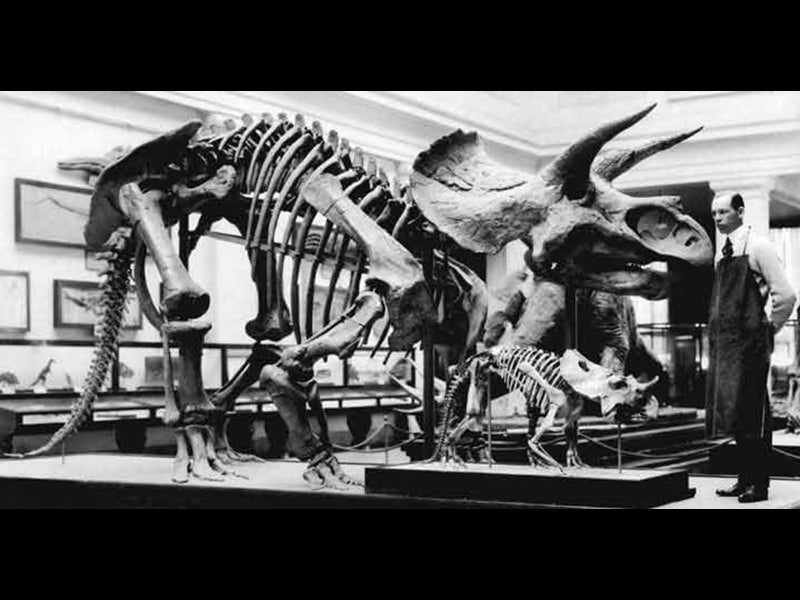 John Bell Hatcher - Linda Hall Library