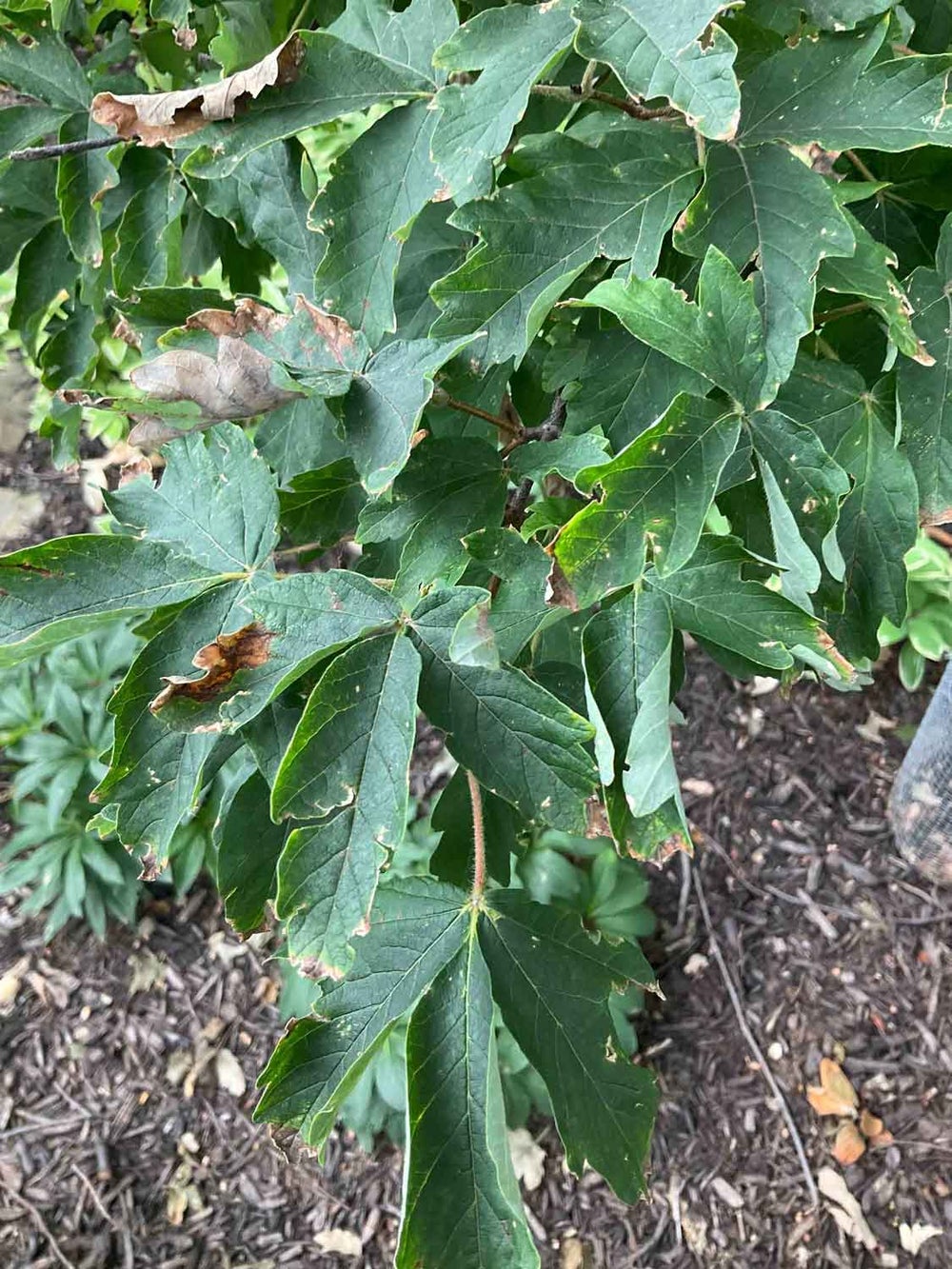 Paperbark Maple 1-2-3 - Linda Hall Library