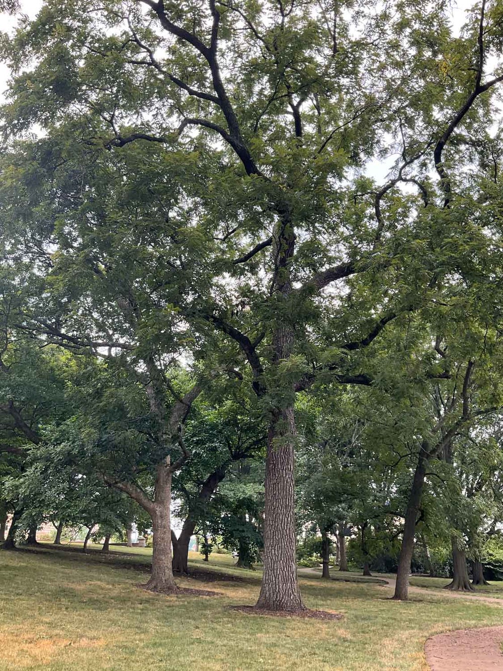 Black Walnut 21-1-3 - Linda Hall Library