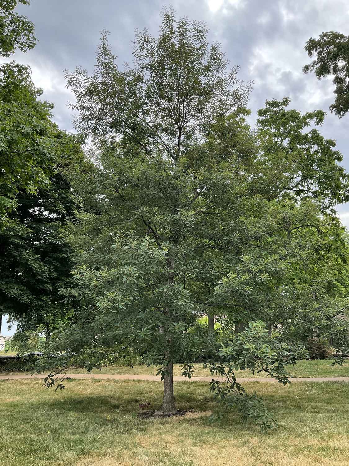 Chinkapin Oak 34-14-17 - Linda Hall Library