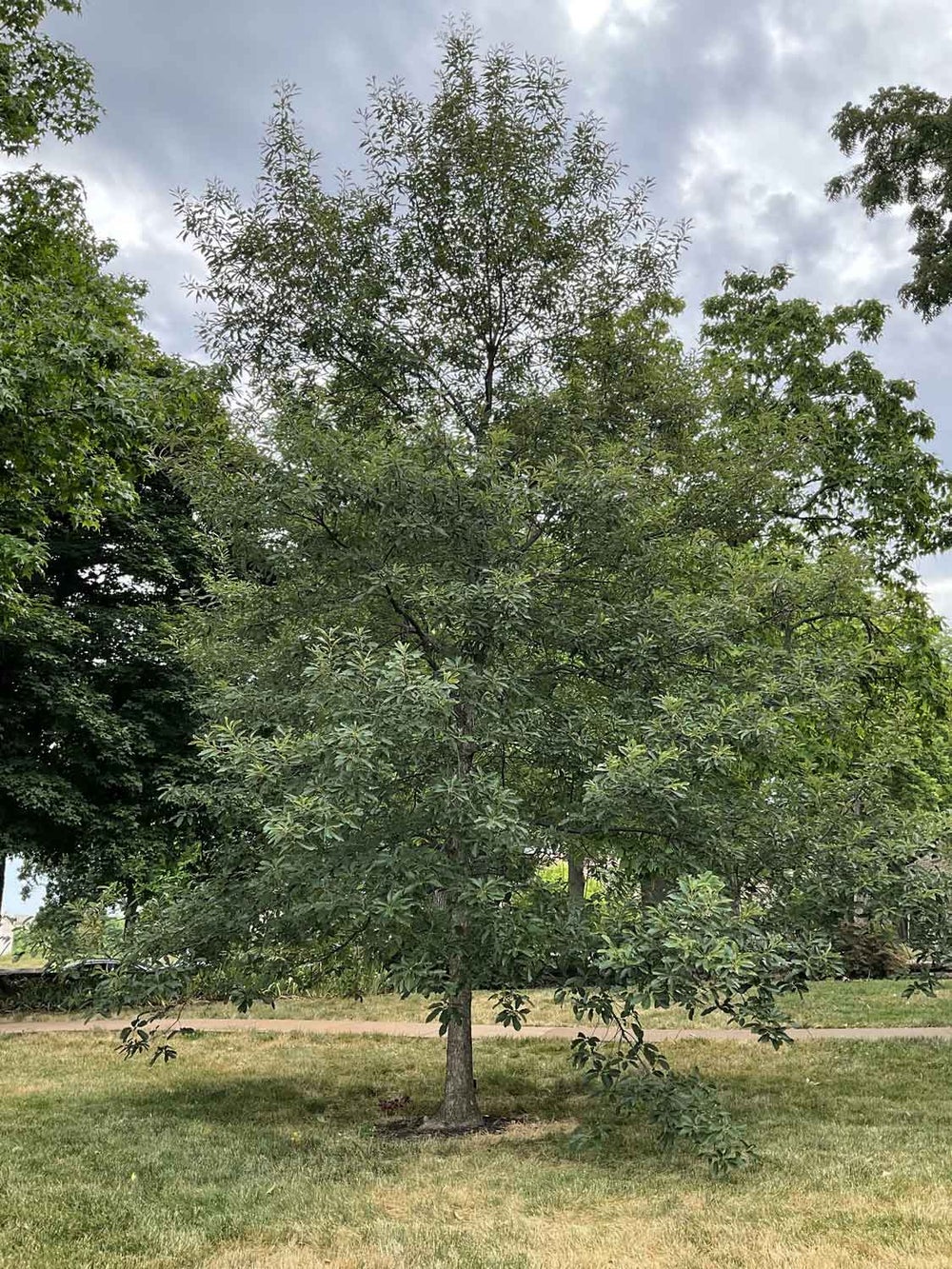 Chinkapin Oak 34-14-17 - Linda Hall Library