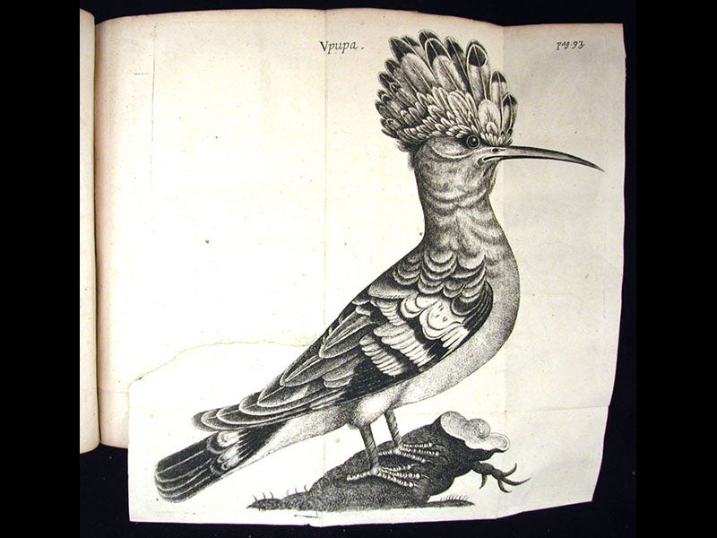 Walter Charleton - Linda Hall Library