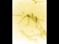 Dmitri Ivanovsky - Linda Hall Library