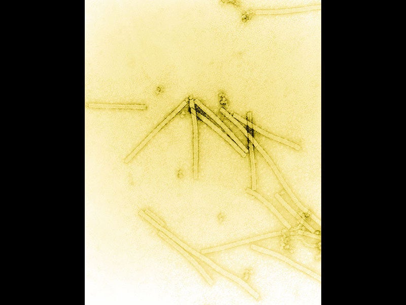 Dmitri Ivanovsky - Linda Hall Library