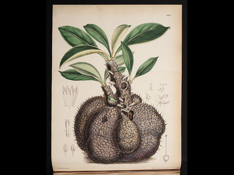 Odoardo Beccari - Linda Hall Library