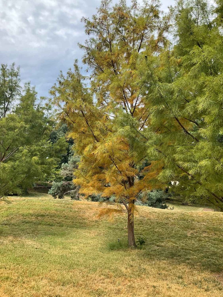 Pond Cypress 40-3-3 - Linda Hall Library