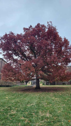 White Oak 34-1-2 - Linda Hall Library