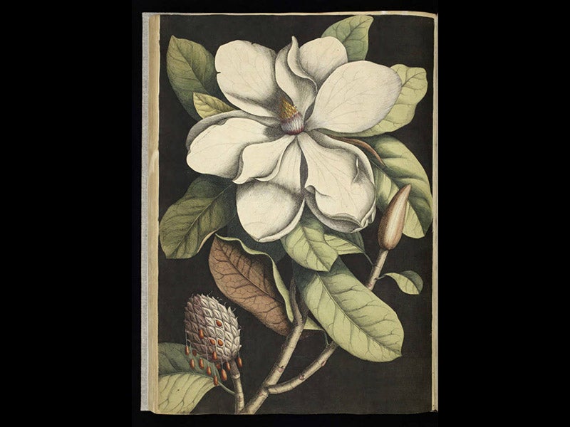 George Ehret - Linda Hall Library