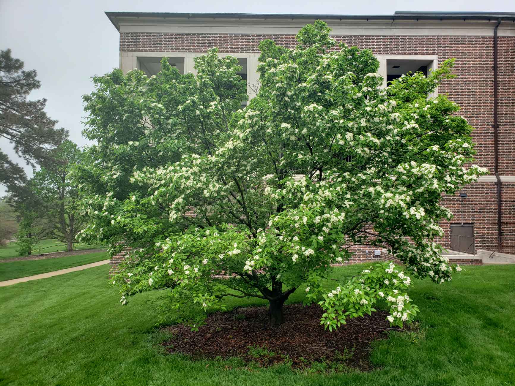 Korean Mountain Ash 38-1-2 - Linda Hall Library