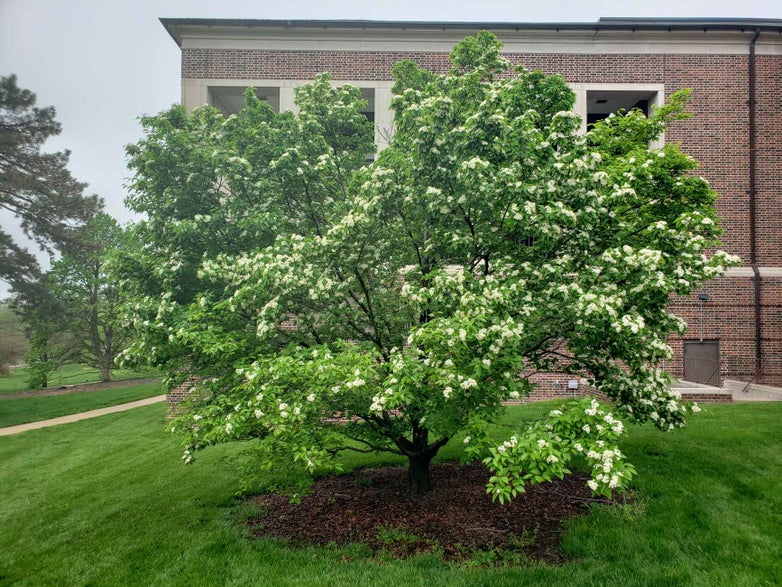 Korean Mountain Ash 38-1-2 - Linda Hall Library