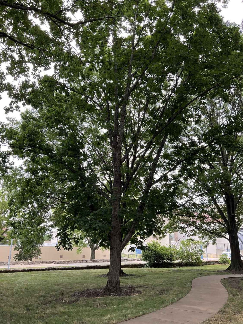 Bebb Oak 34-2-1 - Linda Hall Library