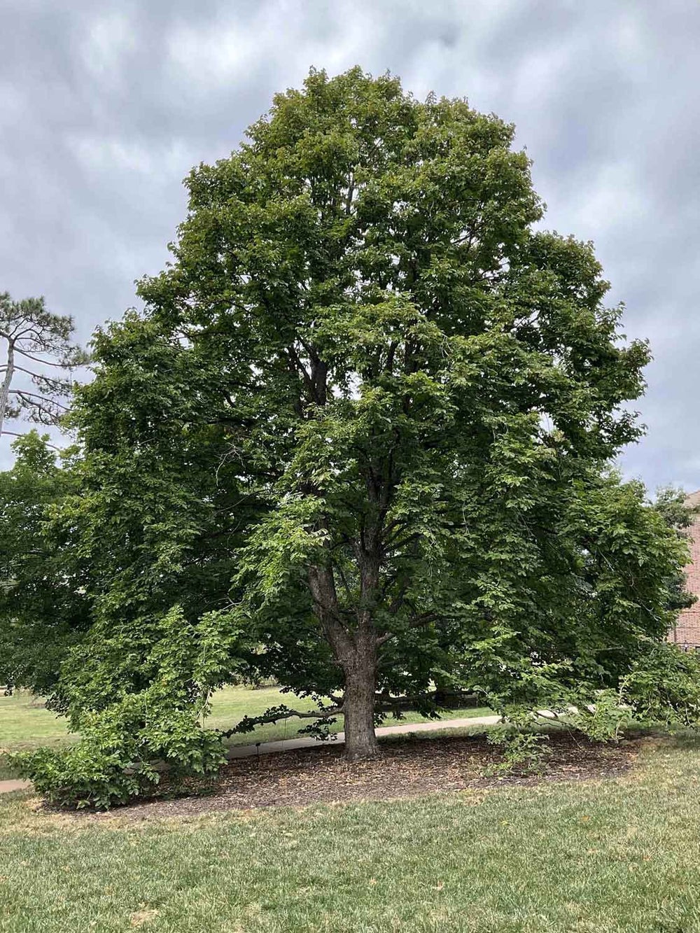 Turkish Filbert 10a-1-1 - Linda Hall Library