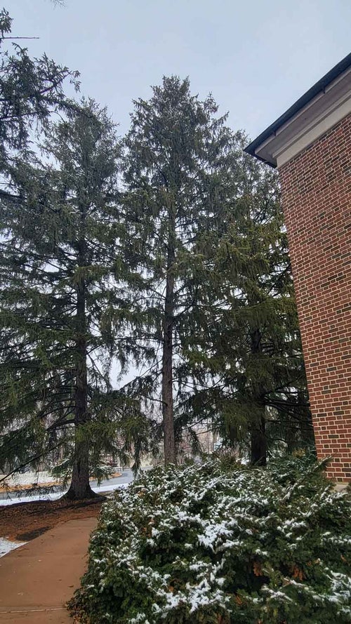 Norway Spruce 48-1-3 - Linda Hall Library