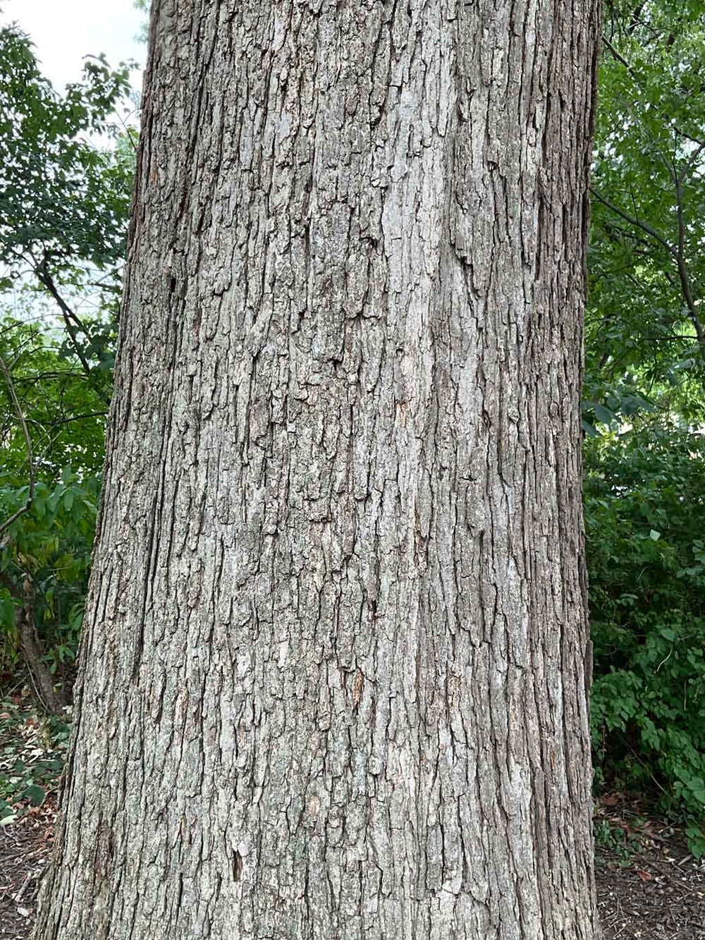 Overcup Oak 34-8-1 - Linda Hall Library