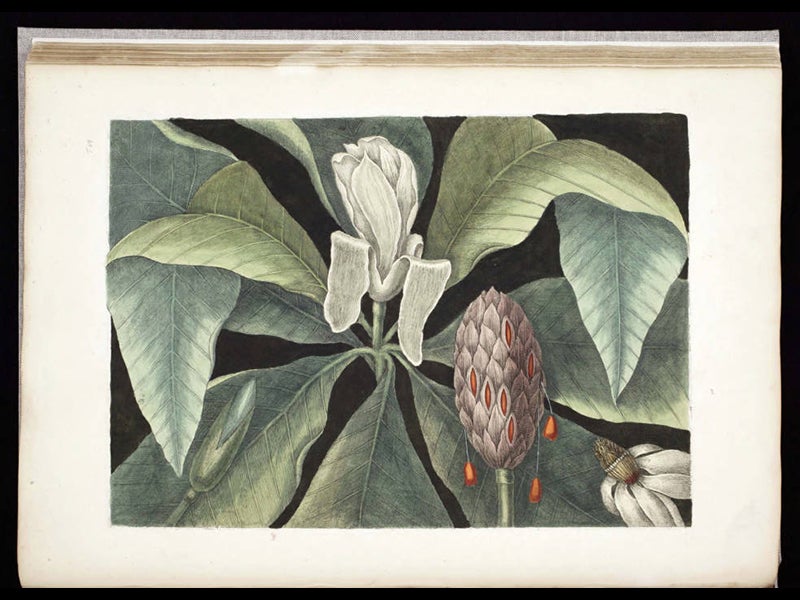 George Ehret - Linda Hall Library