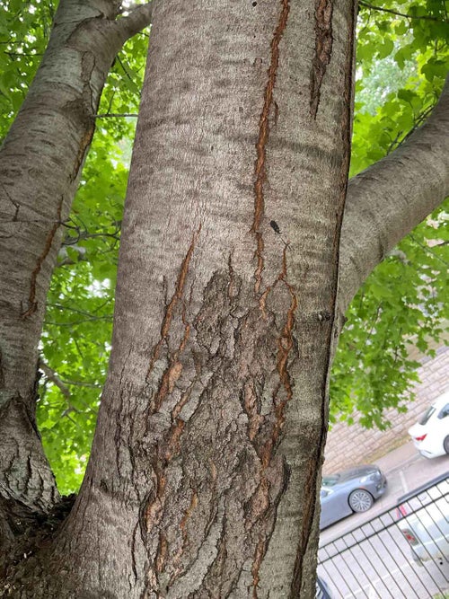 Red Maple 1-32-2 - Linda Hall Library