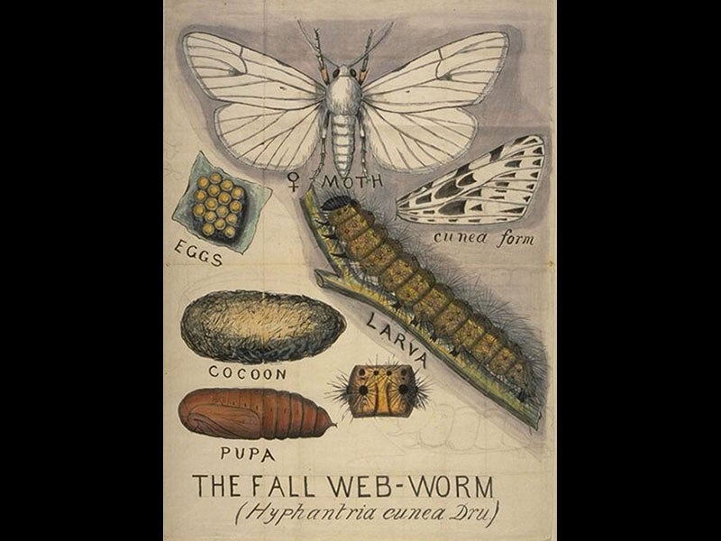 Charles V. Riley - Linda Hall Library