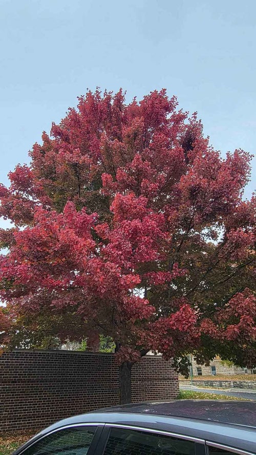 Red Maple 1-32-1 - Linda Hall Library