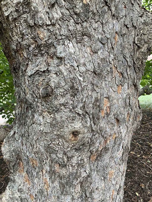 Turkish Filbert 10a-1-1 - Linda Hall Library