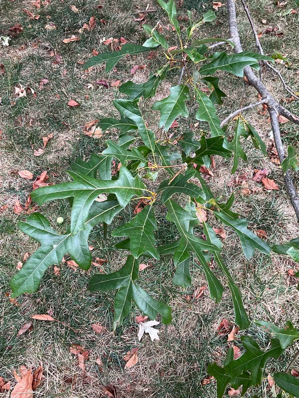 Overcup Oak 34-8-1 - Linda Hall Library