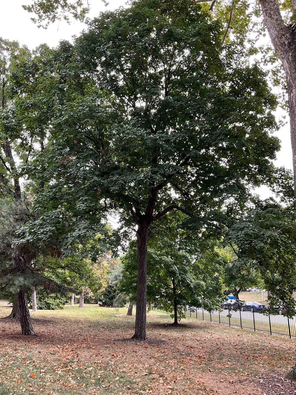 Sugar Maple 1-10-18 - Linda Hall Library