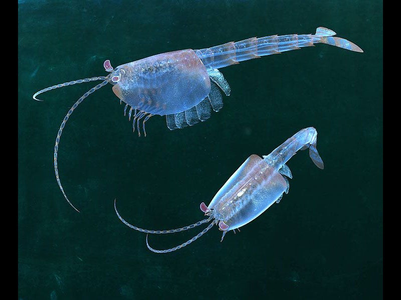 Charles Doolittle Walcott - Linda Hall Library