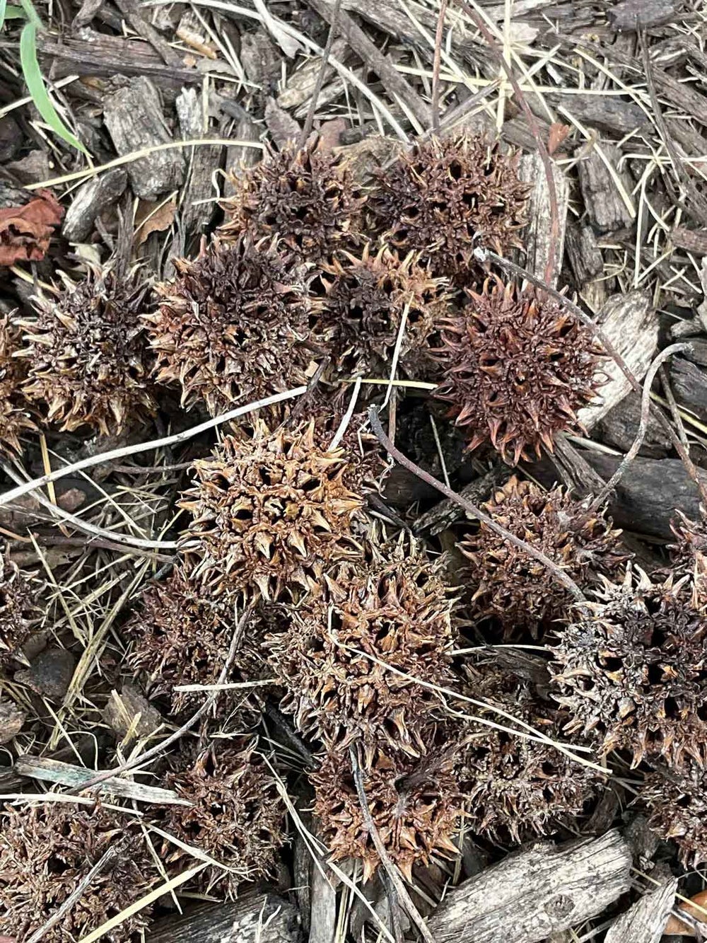 Sweetgum 23-1-3 - Linda Hall Library