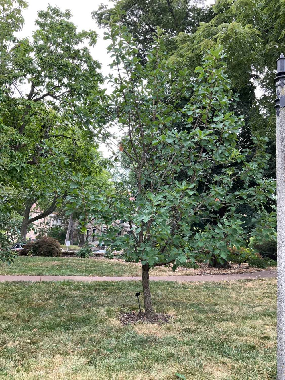 Daimyo Oak 34-37-1 - Linda Hall Library