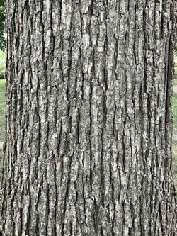 Swamp Chestnut Oak 34-11-1 - Linda Hall Library