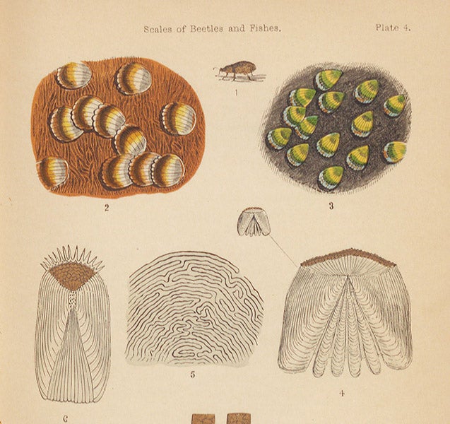 Mary Ward - Linda Hall Library