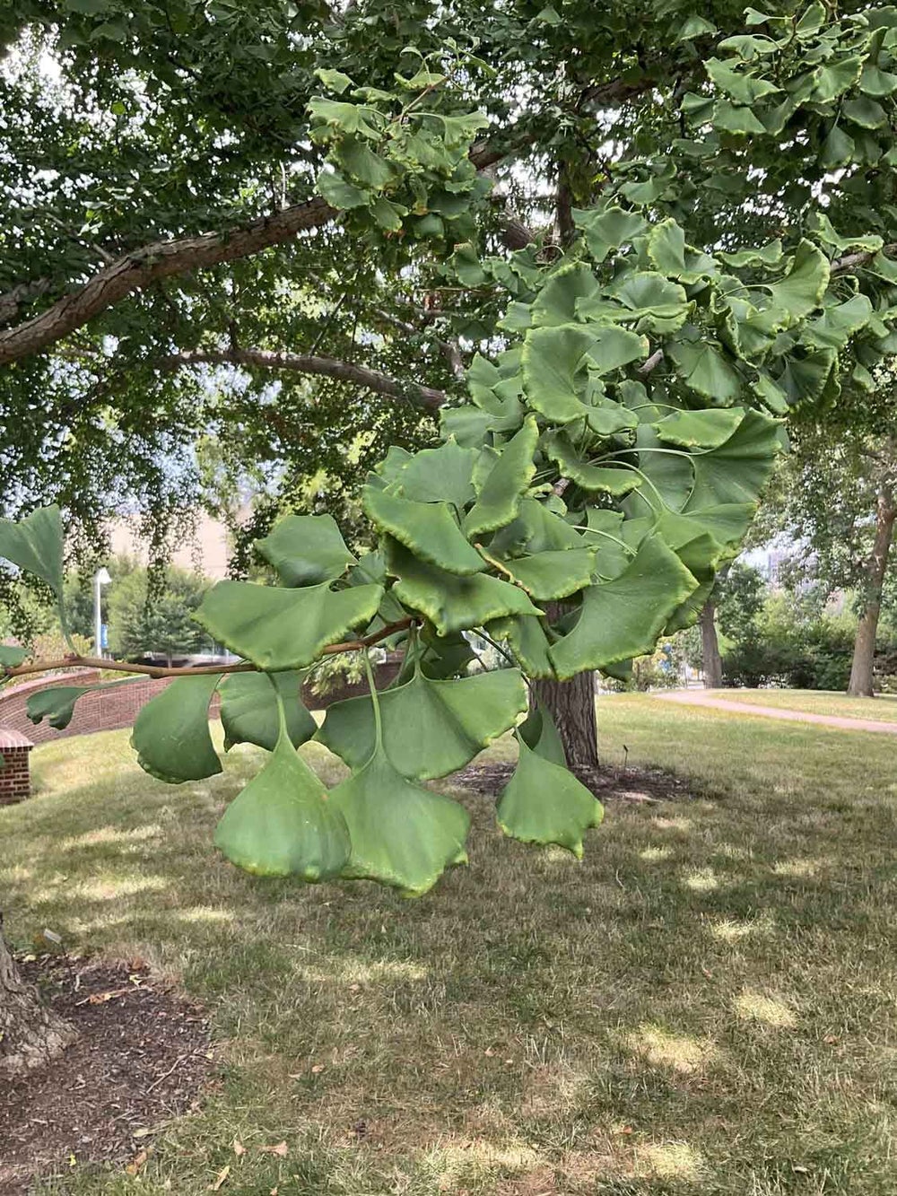Ginkgo 17-1-2 - Linda Hall Library