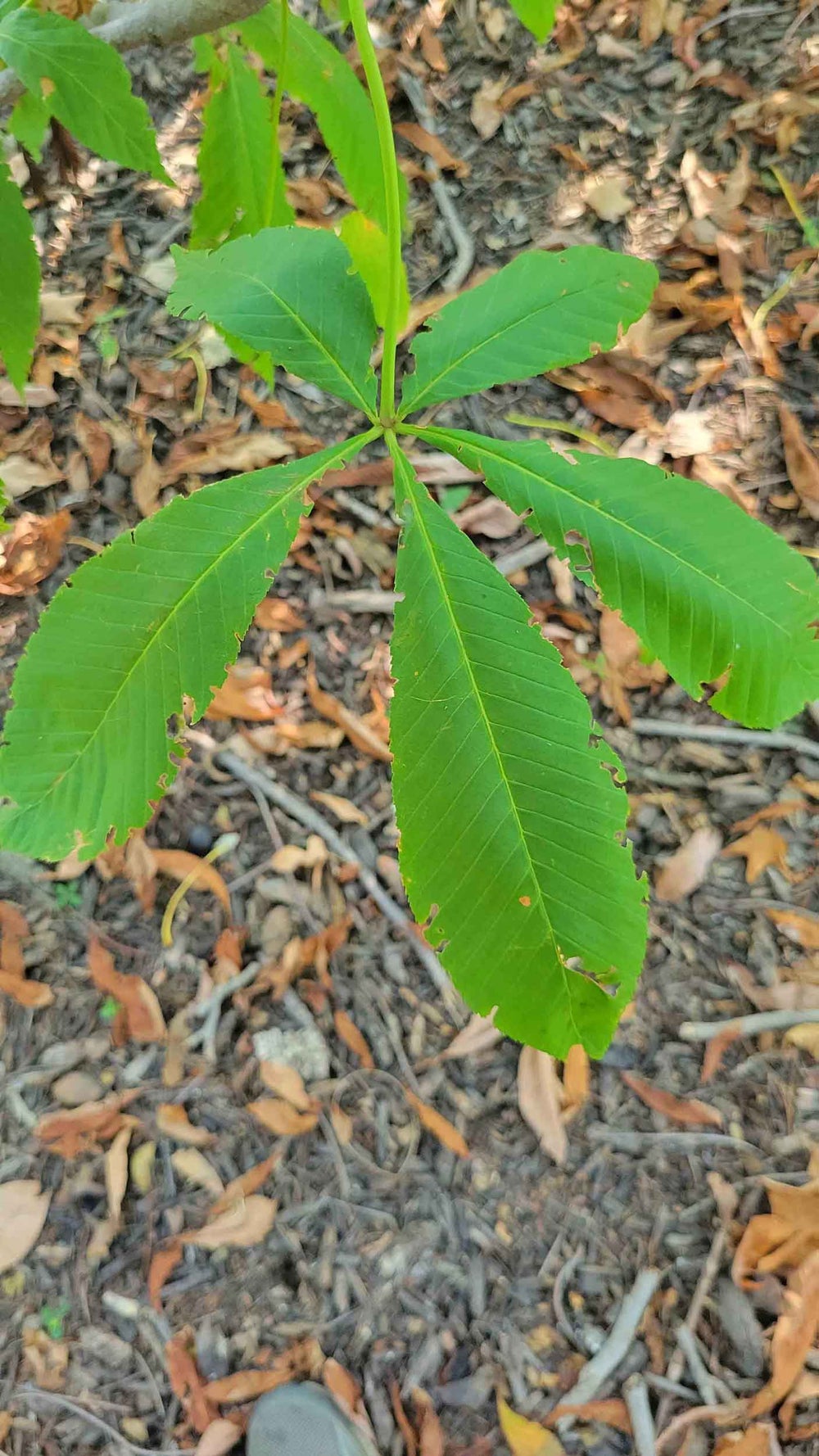 Yellow Buckeye 2-5-1 - Linda Hall Library