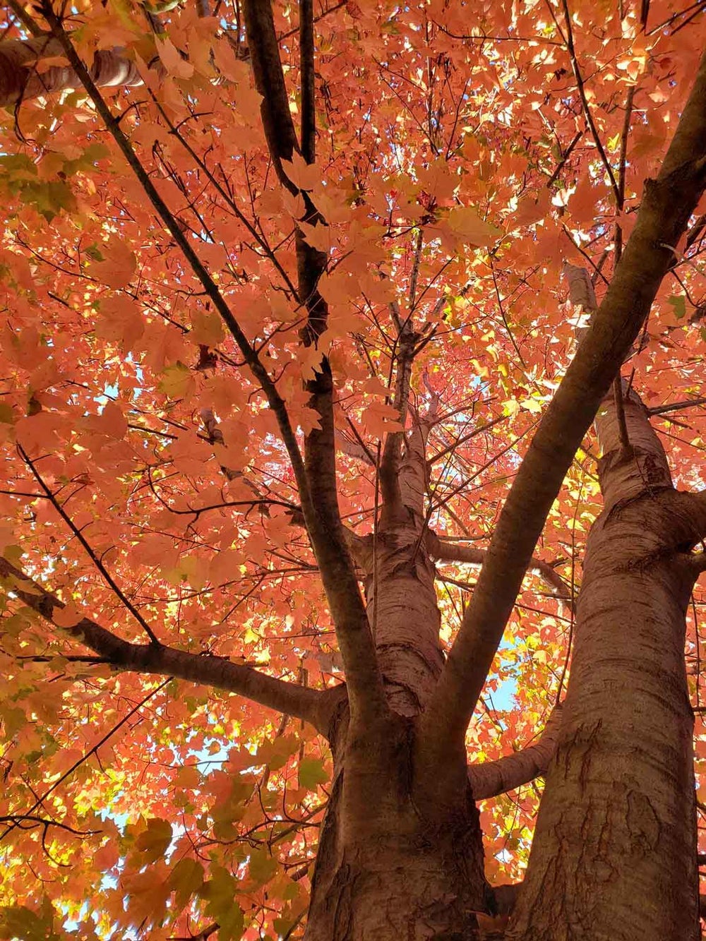 Red Maple 1-32-1 - Linda Hall Library