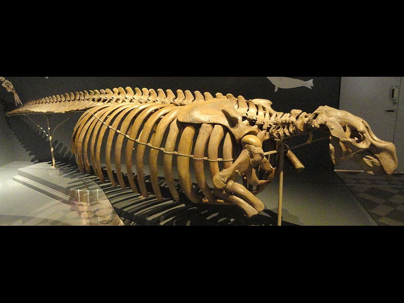 George Steller - Linda Hall Library