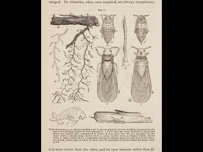 Charles V. Riley - Linda Hall Library