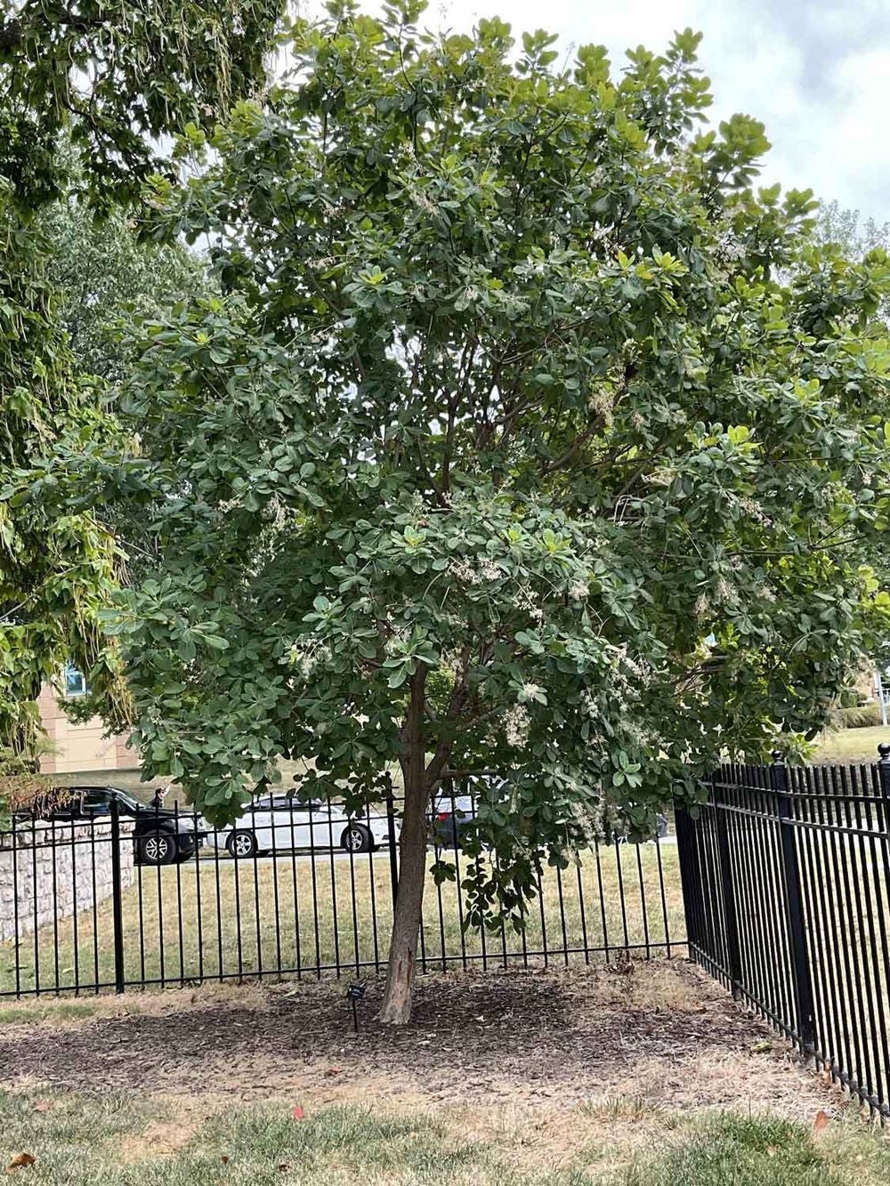 American Smoketree 10B-1-1 - Linda Hall Library