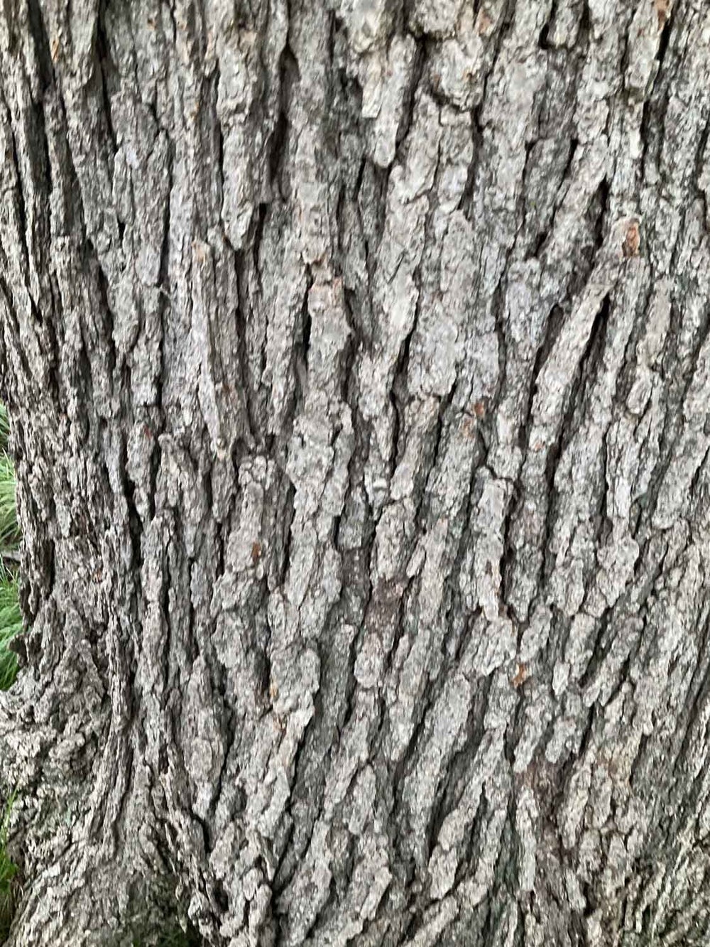 Swamp Chestnut Oak 34-11-2 - Linda Hall Library