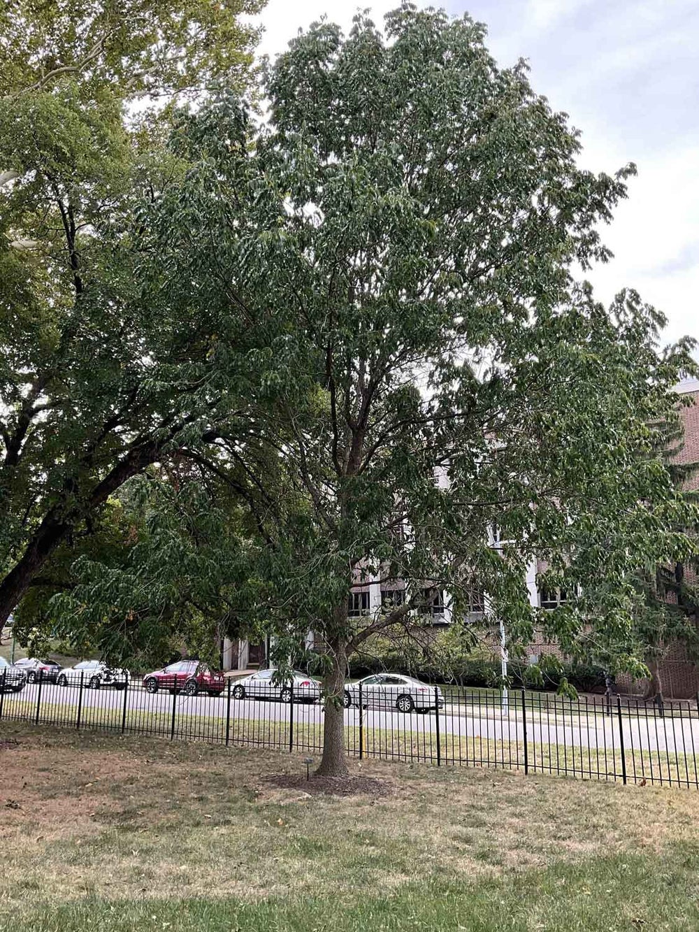 Blue Ash 15-4-1 - Linda Hall Library