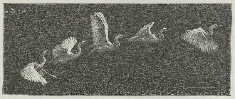 Etienne-Jules Marey - Linda Hall Library