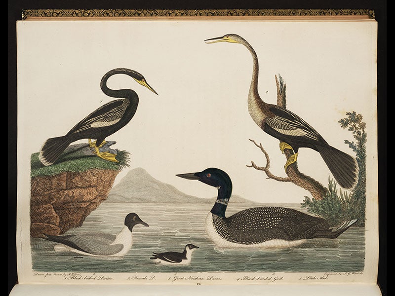 Scientist of the Day - George Ord, American Naturalist - Linda Hall Library