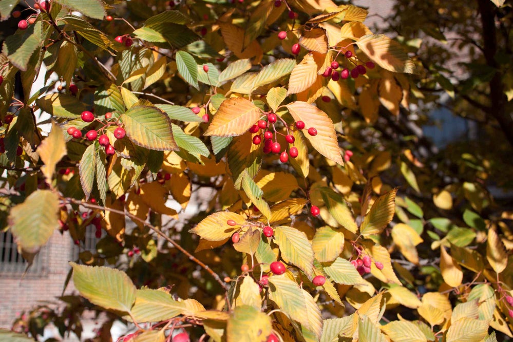 Korean Mountain Ash 38-1-2 - Linda Hall Library