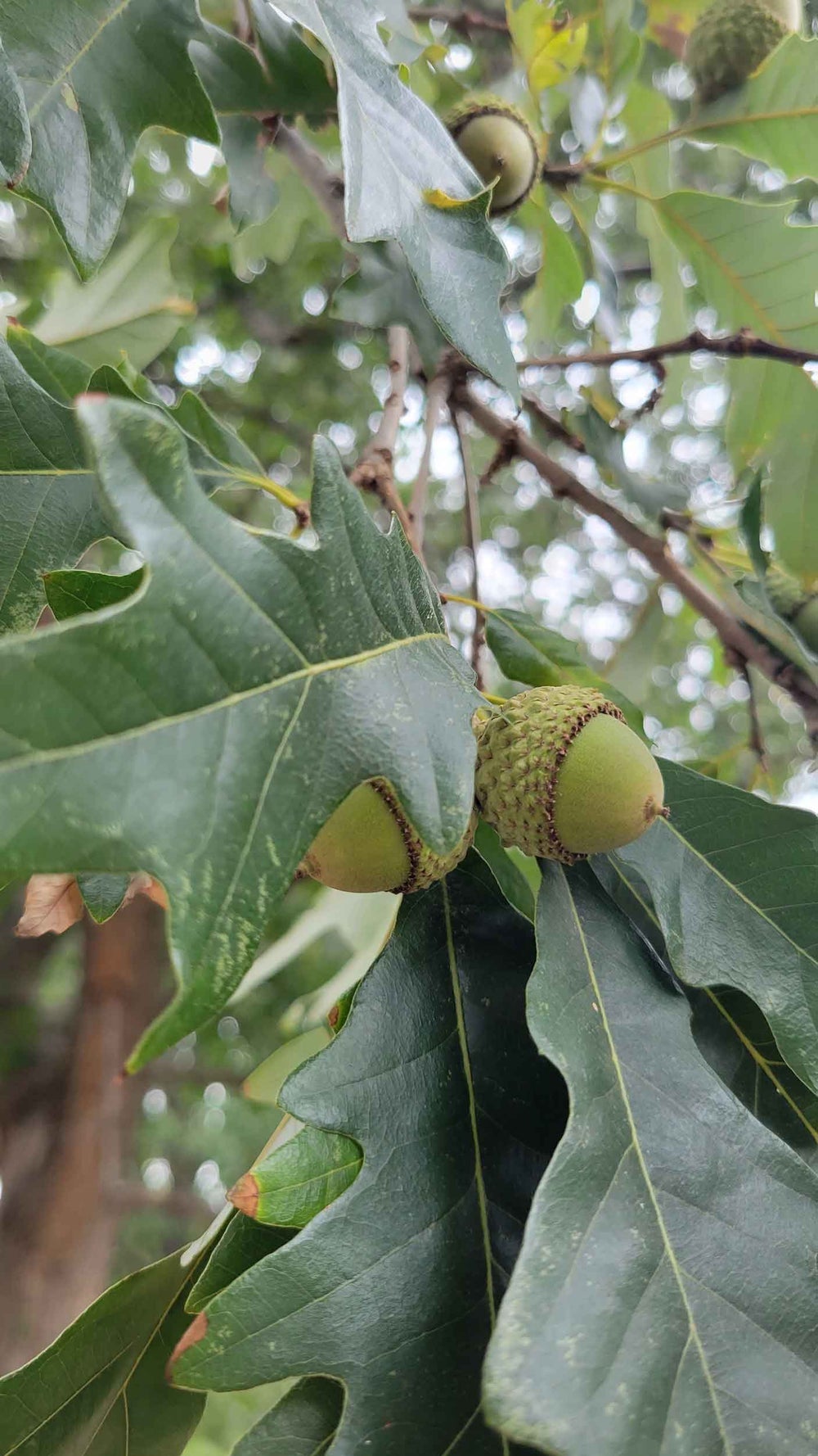 Hybrid Oak 34-34-1 - Linda Hall Library