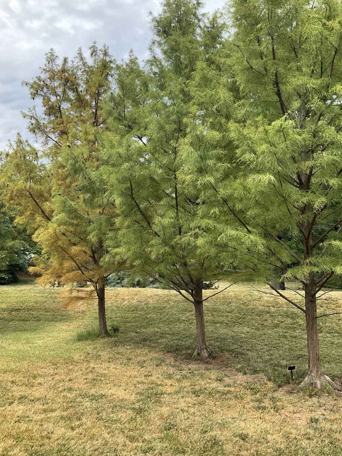 Pond Cypress 40-3-4 - Linda Hall Library
