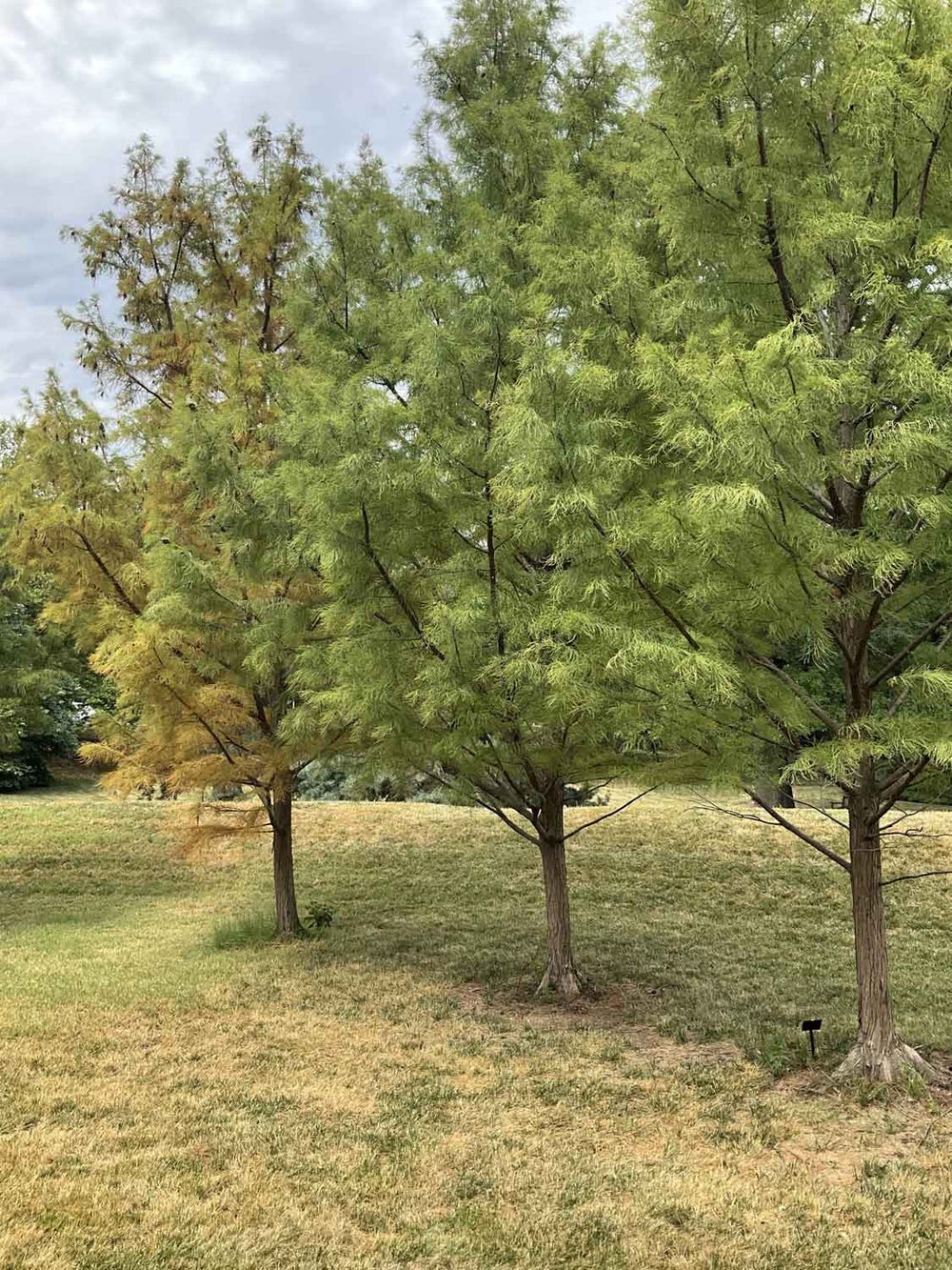 Pond Cypress 40-3-4 - Linda Hall Library