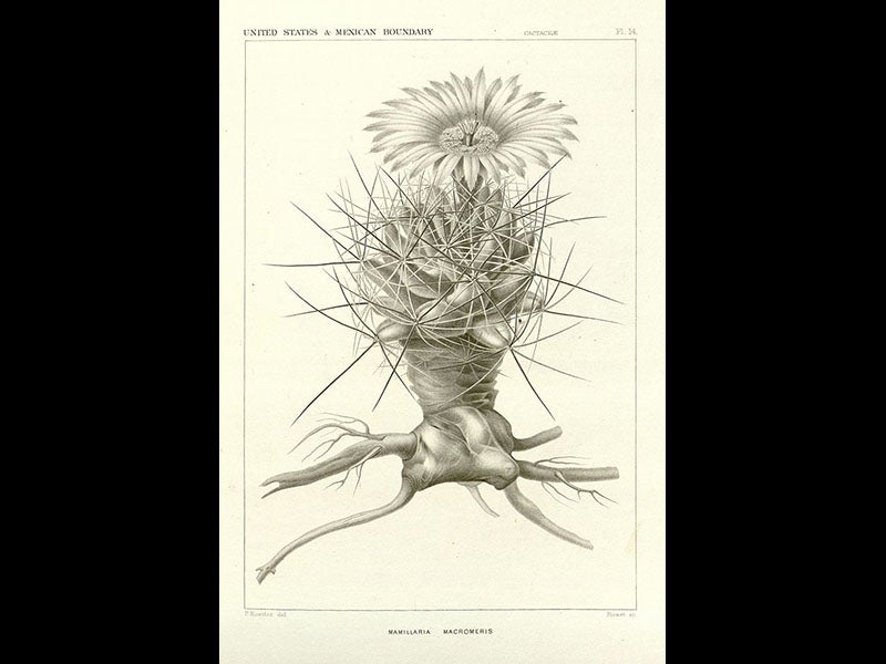 George Engelmann - Linda Hall Library