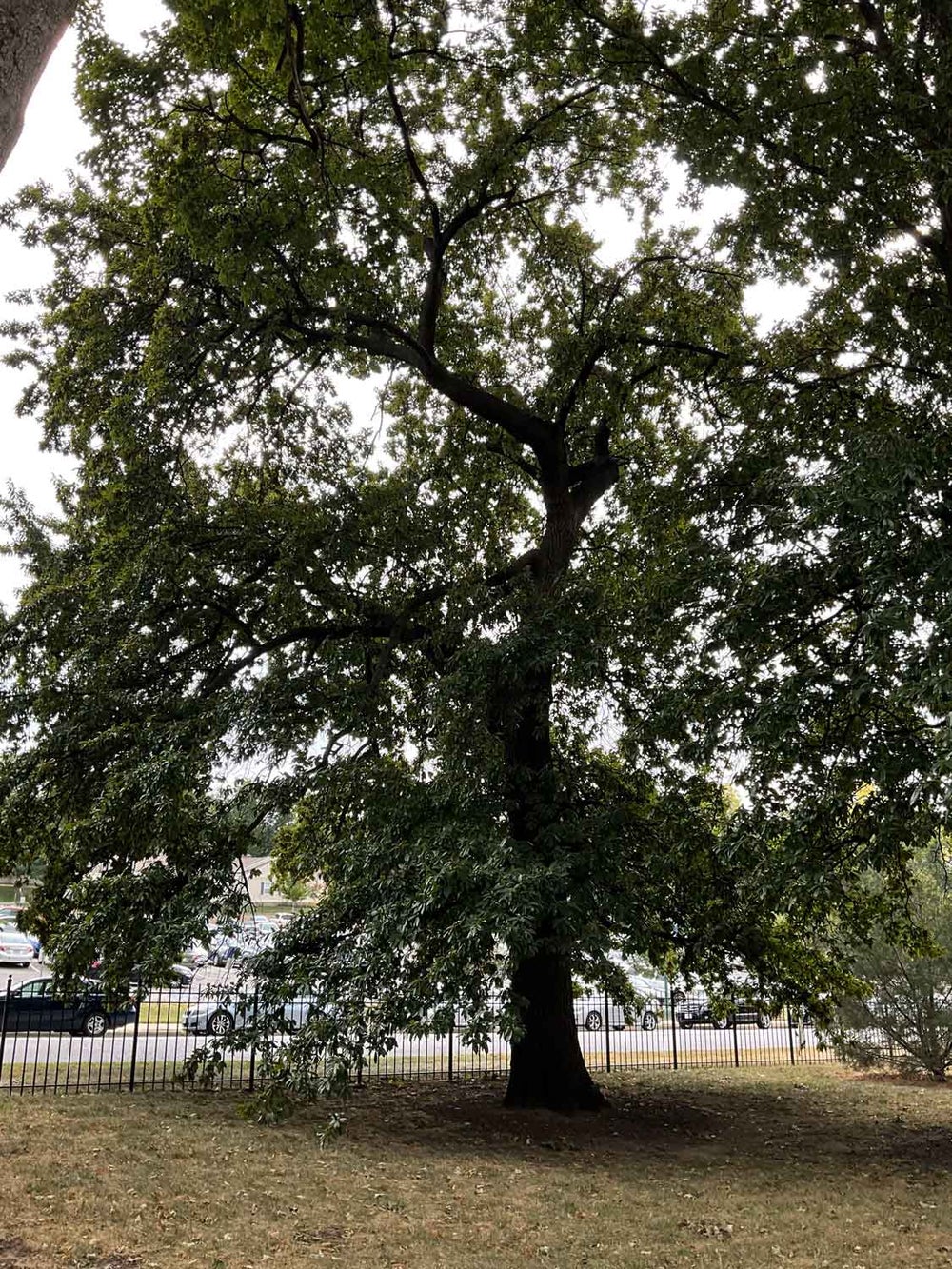 Shingle Oak 34-7-3 - Linda Hall Library