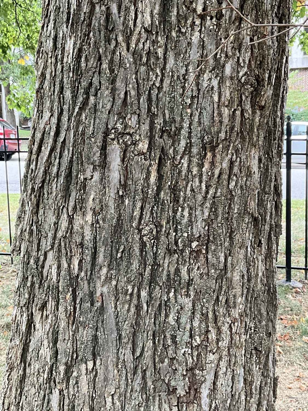 American Elm 44-1-26 - Linda Hall Library